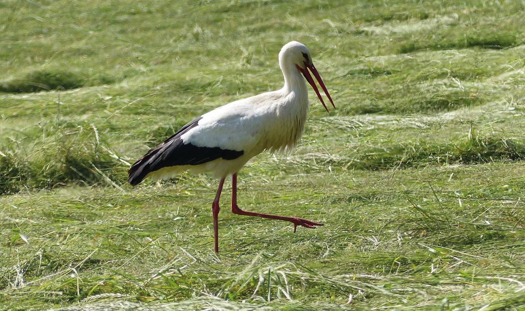 Sédentérisation de la cigogne blanche en Périgord chevelu - Esprit de ...